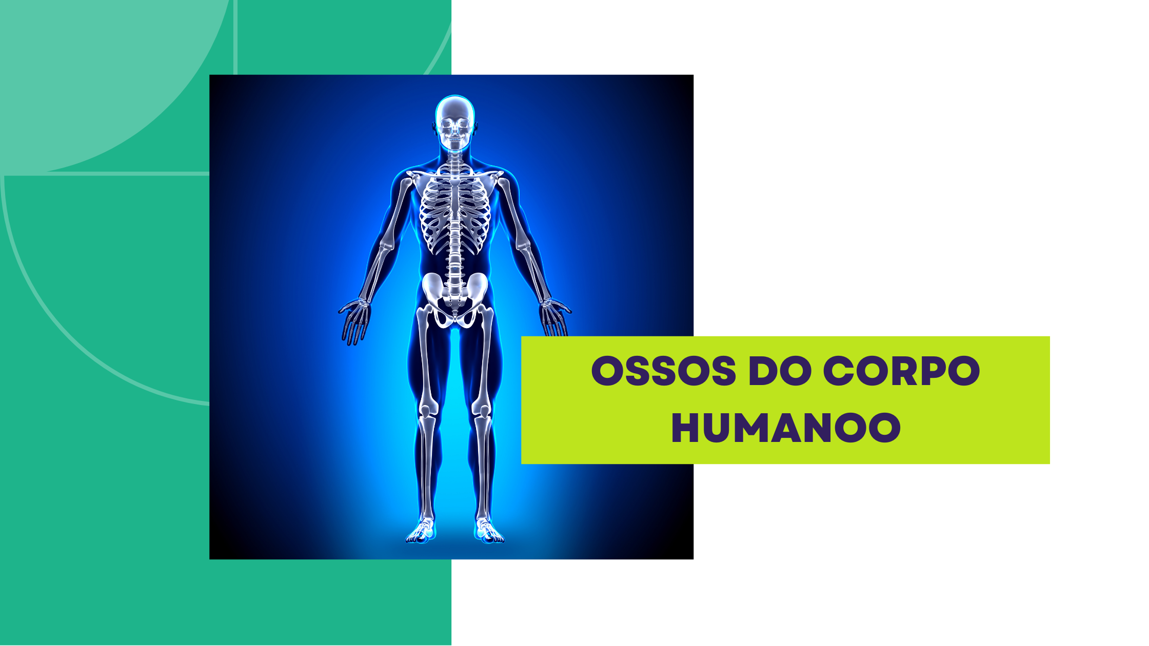 Ossos do corpo humano: quantos são? » Blog